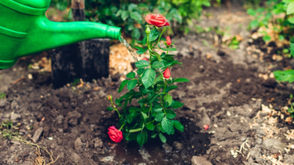 When and How Much to Water Newly-Planted Roses