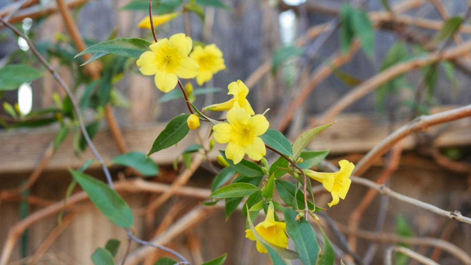 17 Native Wildflowers for Carolina Gardens