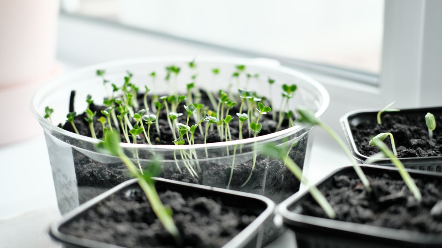 How to Grow Watercress Indoors: 17 Simple Steps