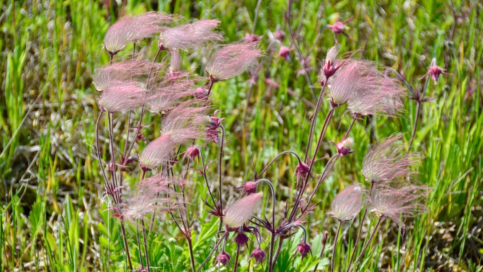 21 Native Wildflowers for Michigan Gardens