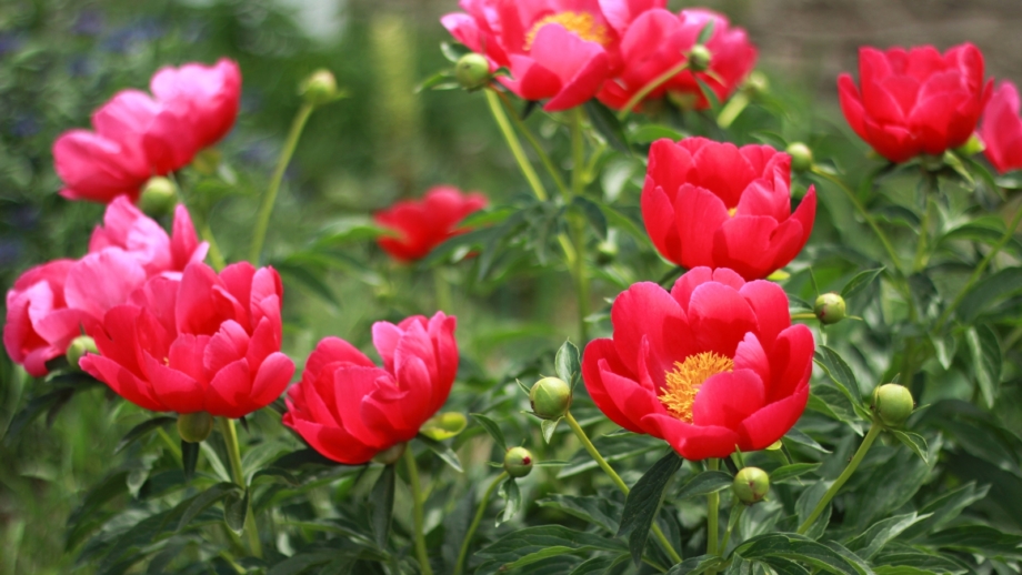 11 Early-Blooming Peonies for Your Spring Garden