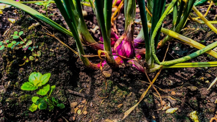 How to Plant, Grow, and Care for Red Onions