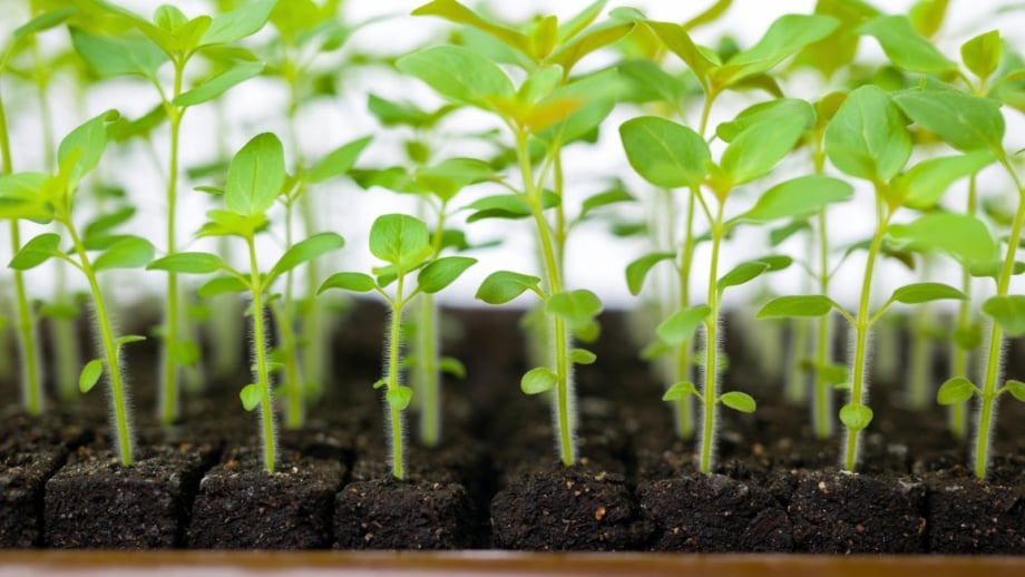 How to Grow Snapdragons From Seeds