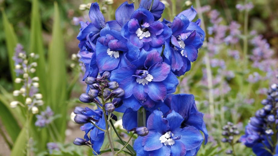 11 Best Perennial Delphinium Varieties to Grow This Year