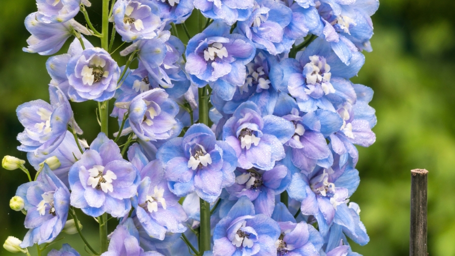 11 Best Perennial Delphinium Varieties to Grow This Year