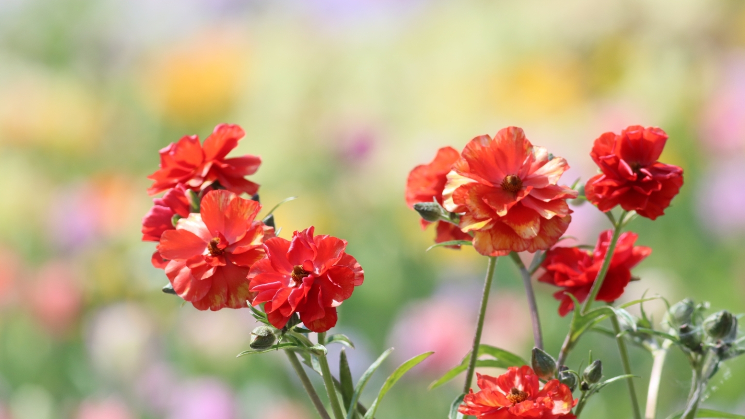 17 Dreamy Ranunculus Varieties to Grow This Spring