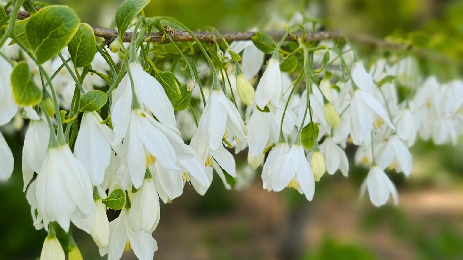 15 Early Spring Flowering Trees For Your Home Landscape