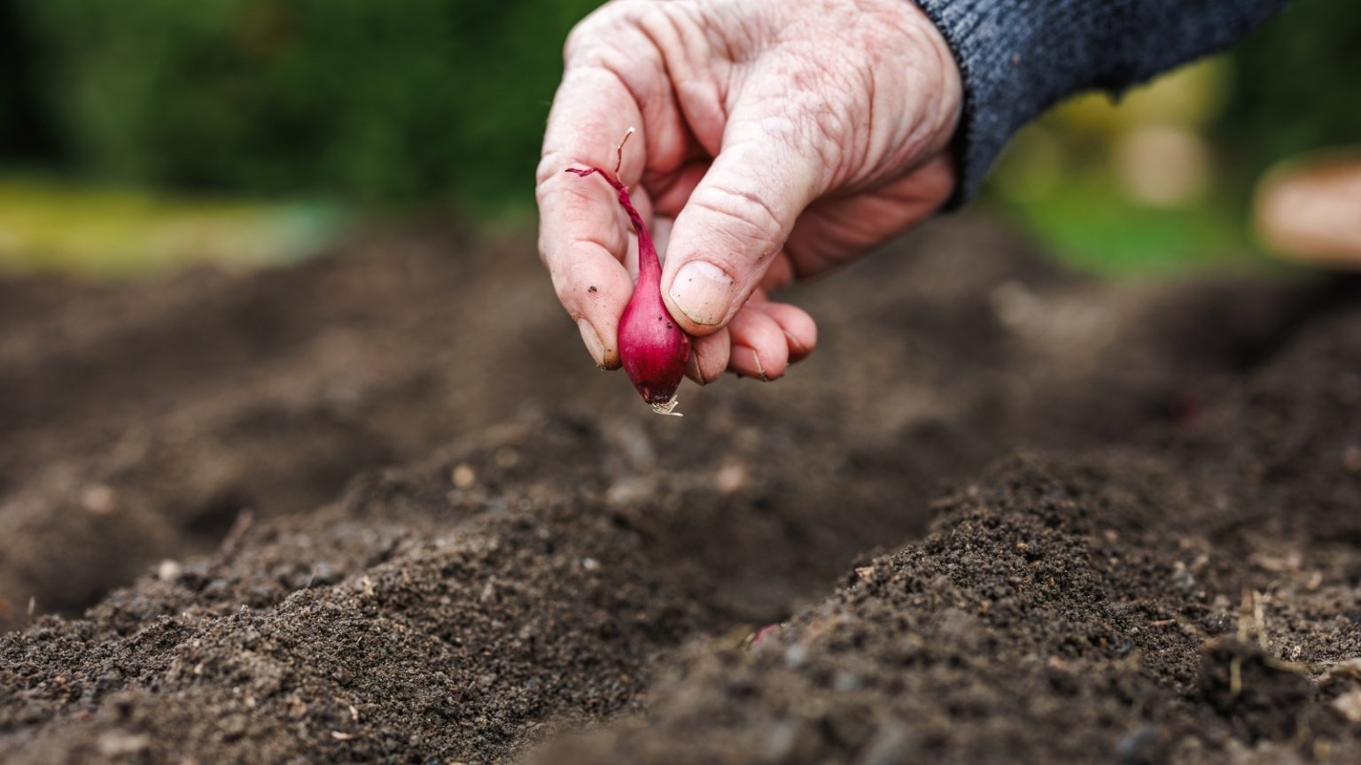How to Plant, Grow, and Care for Red Onions