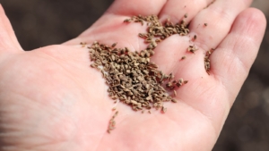 What to Do When Your Seeds Don't Sprout: Troubleshooting Common Problems
