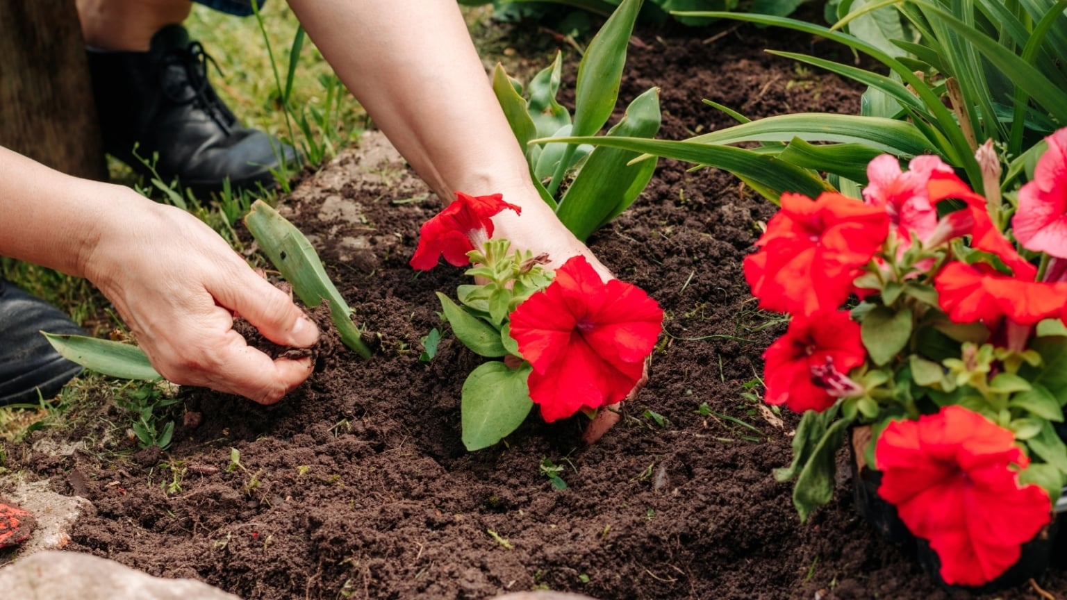 How to Plant, Grow, and Care for Wave Petunias