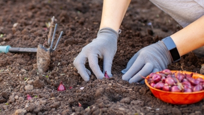 How to Plant, Grow, and Care for Red Onions