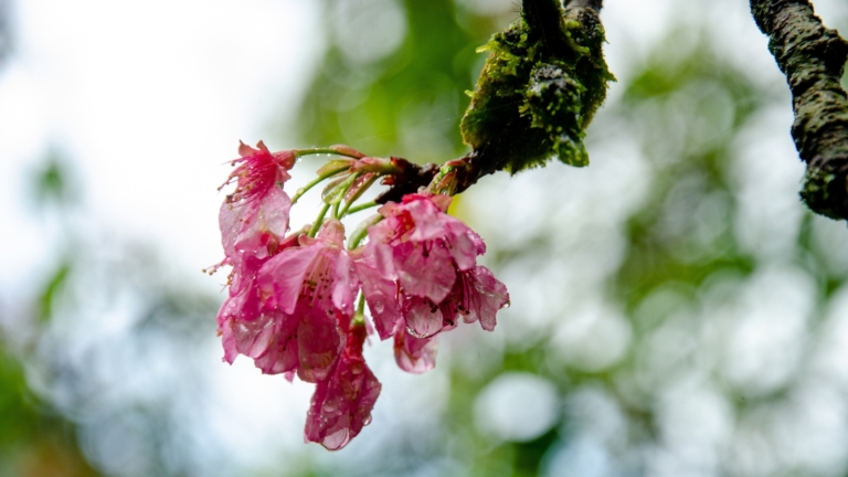 How to Plant, Grow, and Care for 'Taiwan' Flowering Cherry Trees