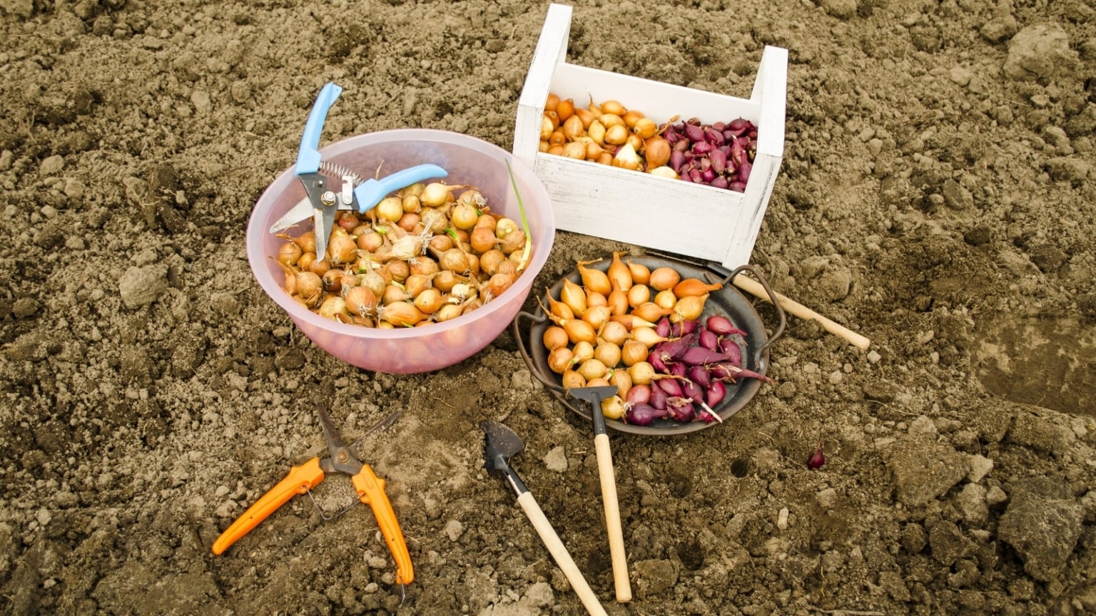 How to Plant, Grow, and Care for Red Onions