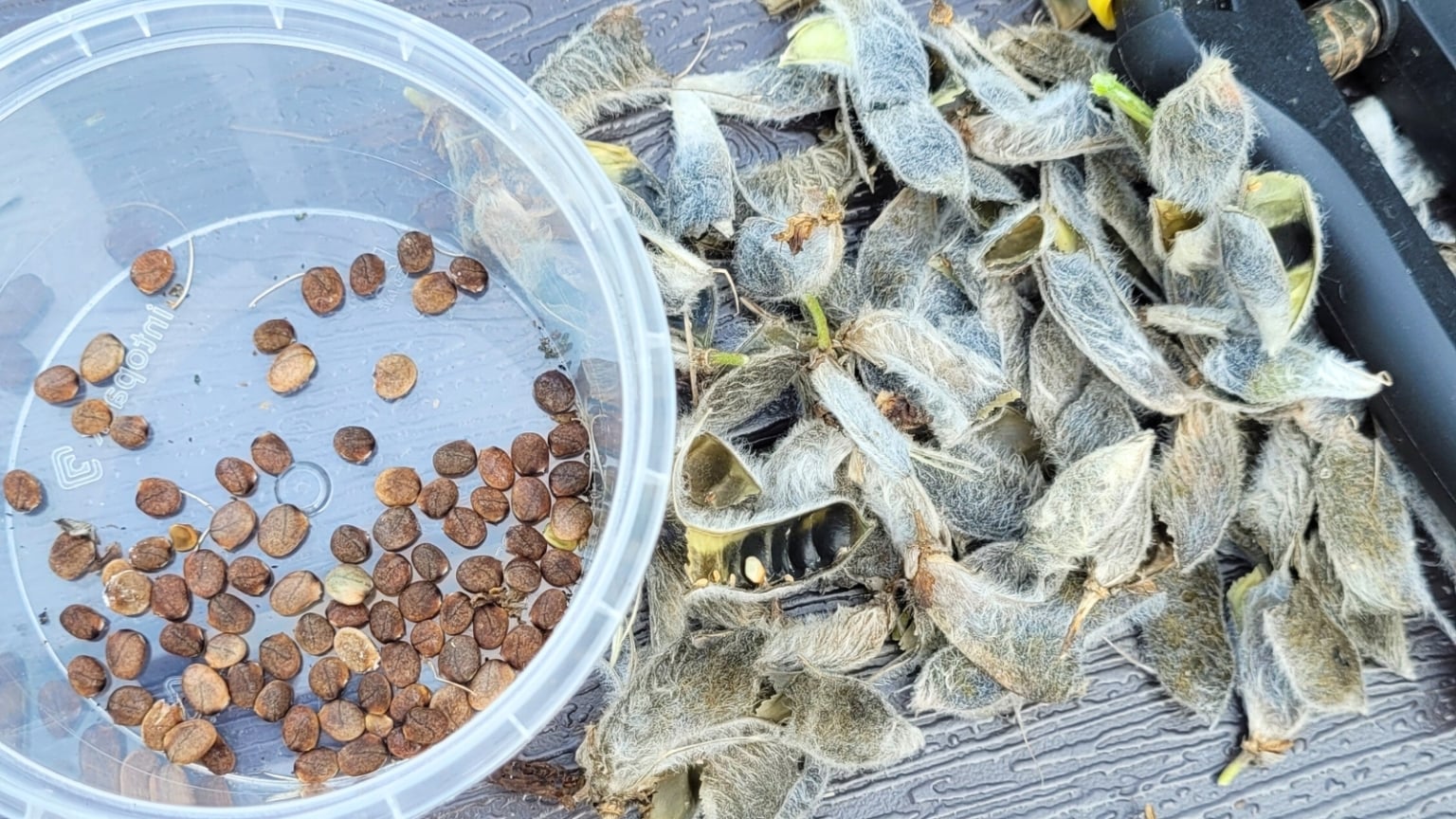 How To Grow Lupines From Seed: 9 Expert Growing Tips
