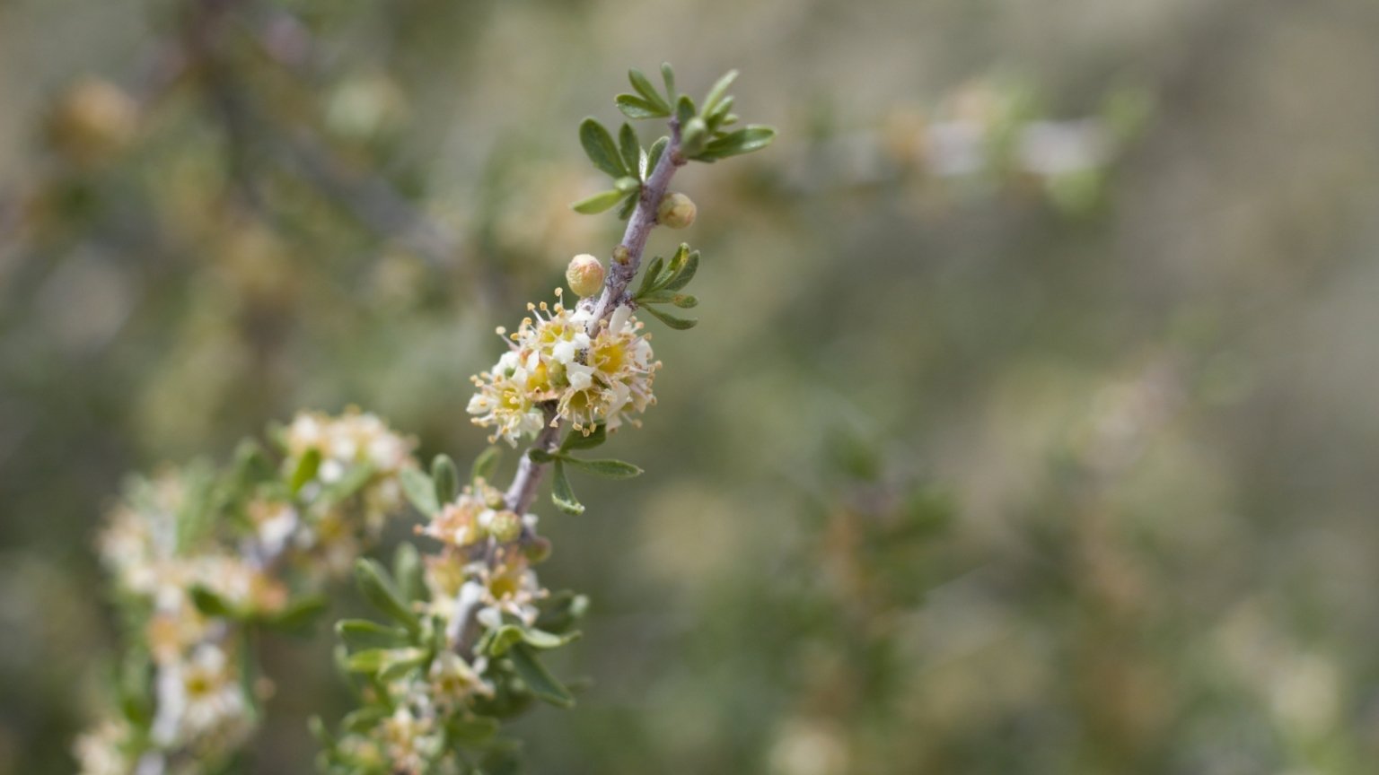 15 North American Native Plum Varieties With Ornamental Spring Flowers