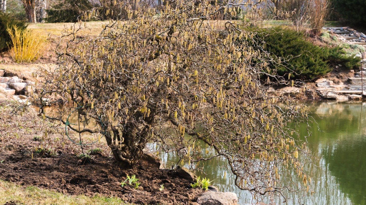 How to Plant, Grow, and Care for Contorted Hazelnut Trees