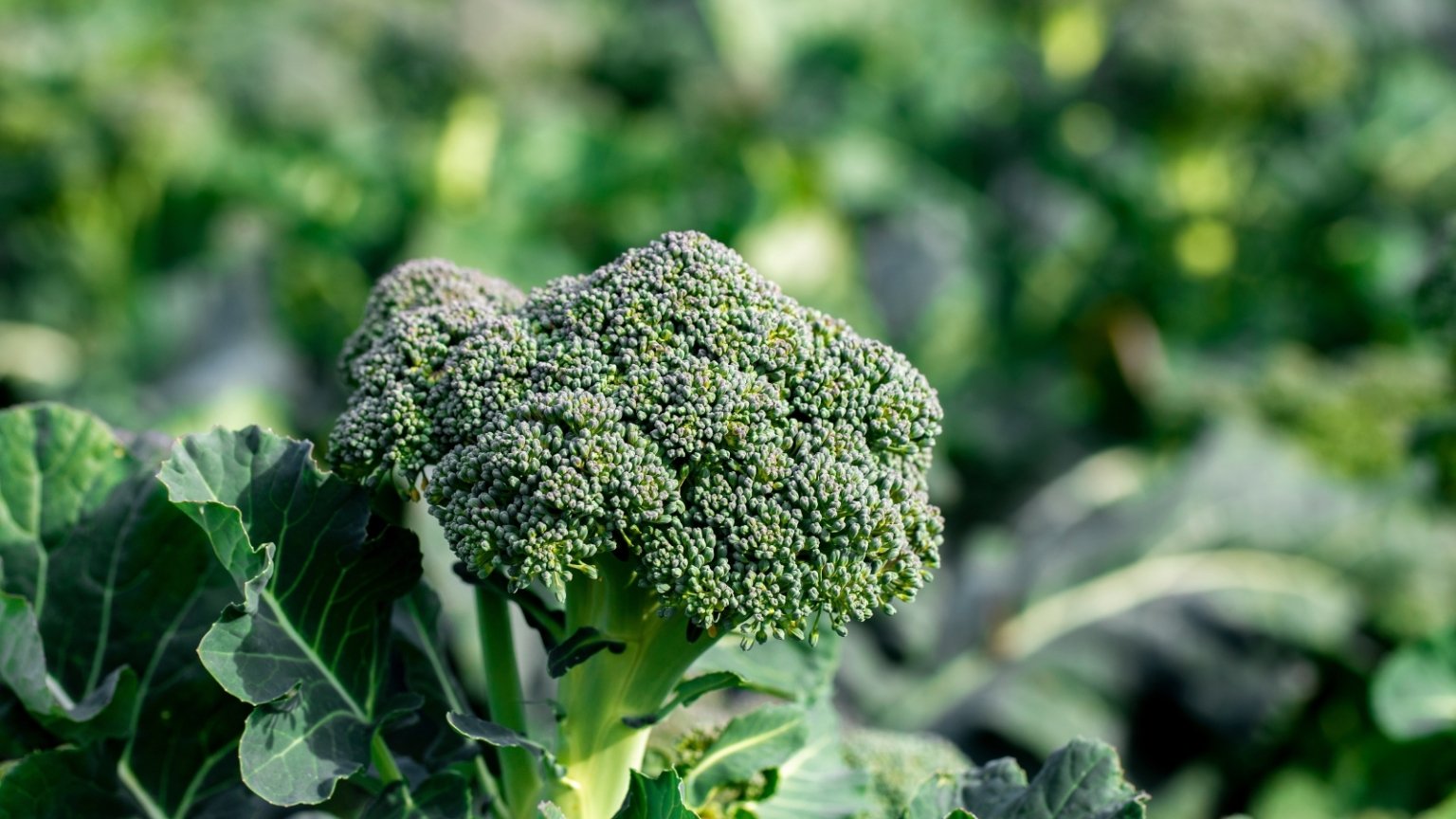 21 Types of Broccoli You Should Grow This Year - Epic Gardening