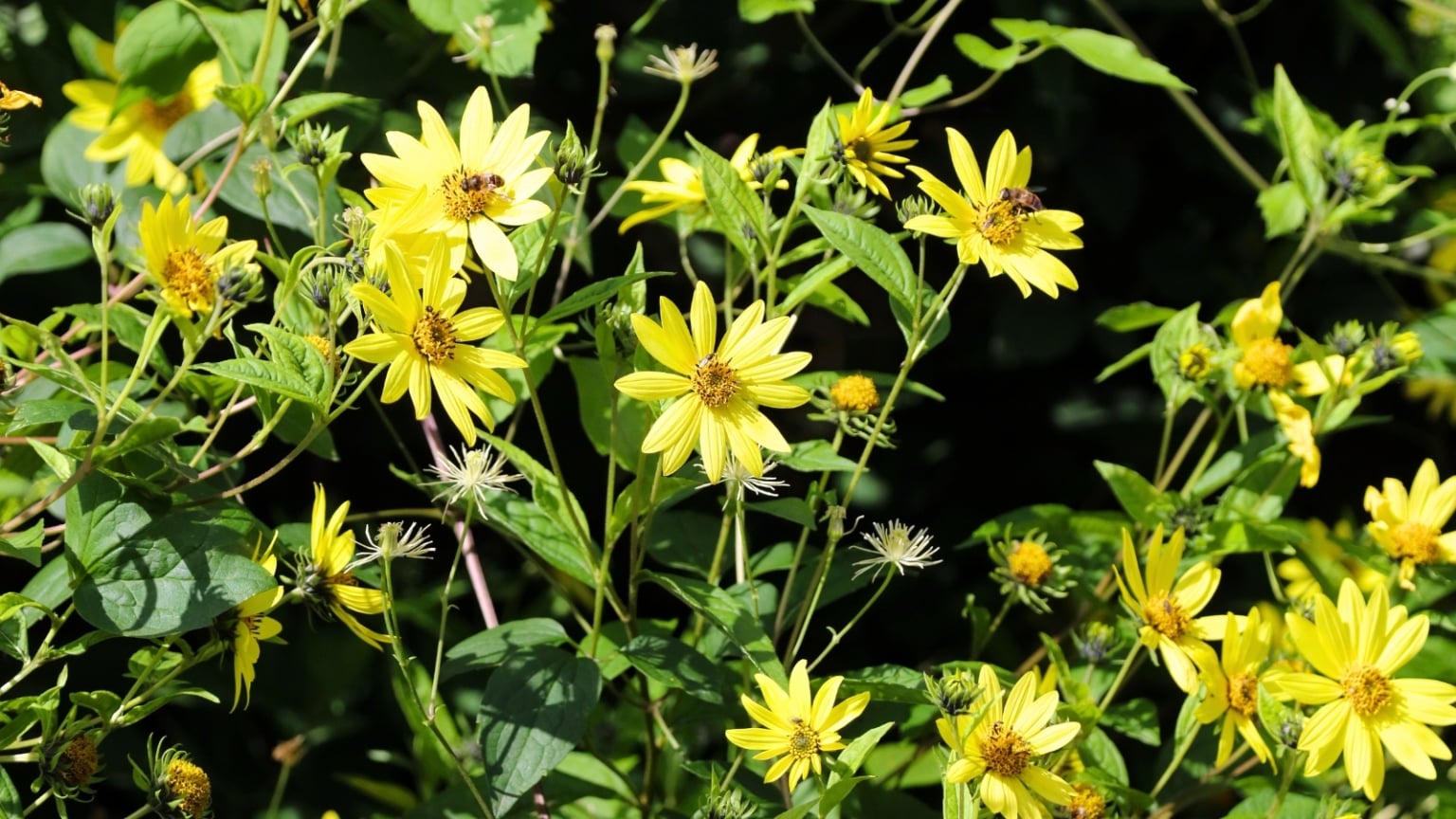 17 Native Wildflowers for Carolina Gardens