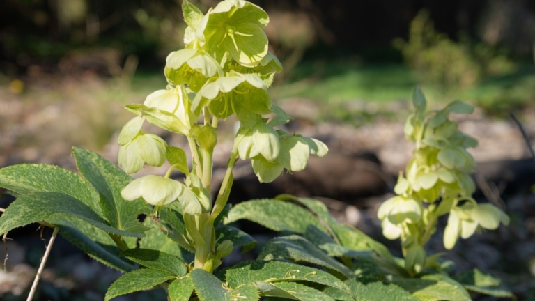 When and How to Prune Hellebore Plants