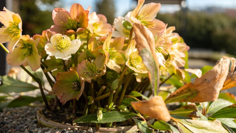 When and How to Prune Hellebore Plants
