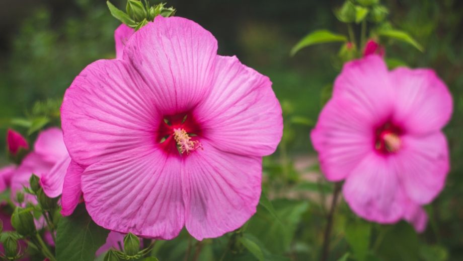 17 Native Wildflowers for Carolina Gardens