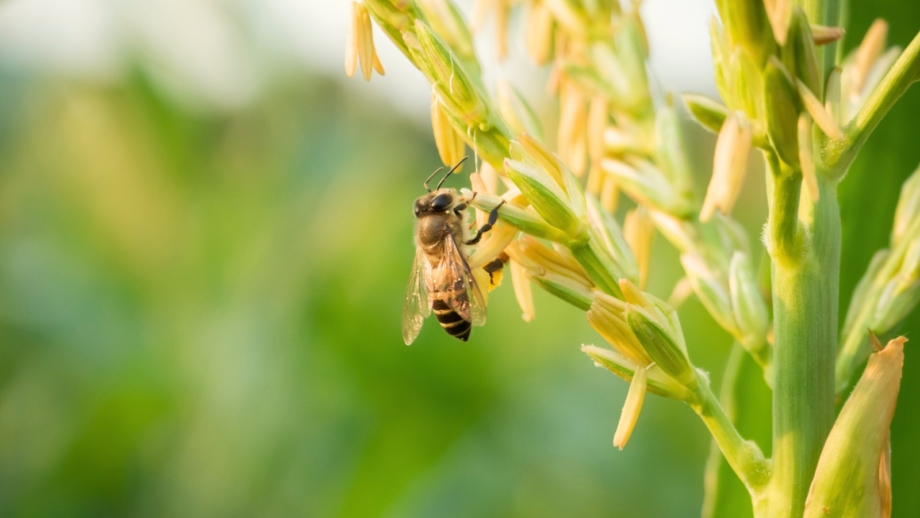 When and How to Grow Sweet Corn in the Home Garden