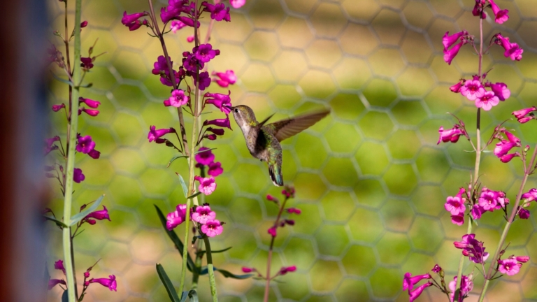 How to Grow a Hummingbird Garden in 7 Simple Steps