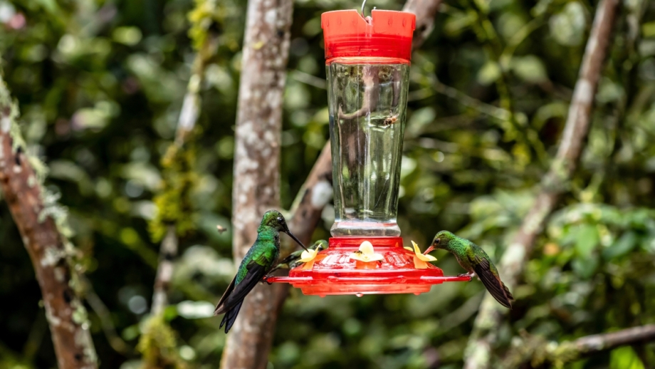 How to Grow a Hummingbird Garden in 7 Simple Steps