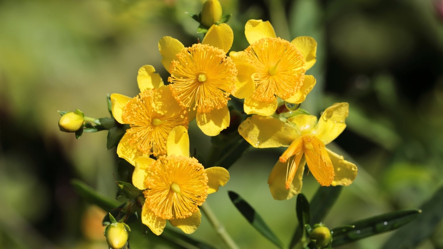 17 Native Wildflowers for Carolina Gardens