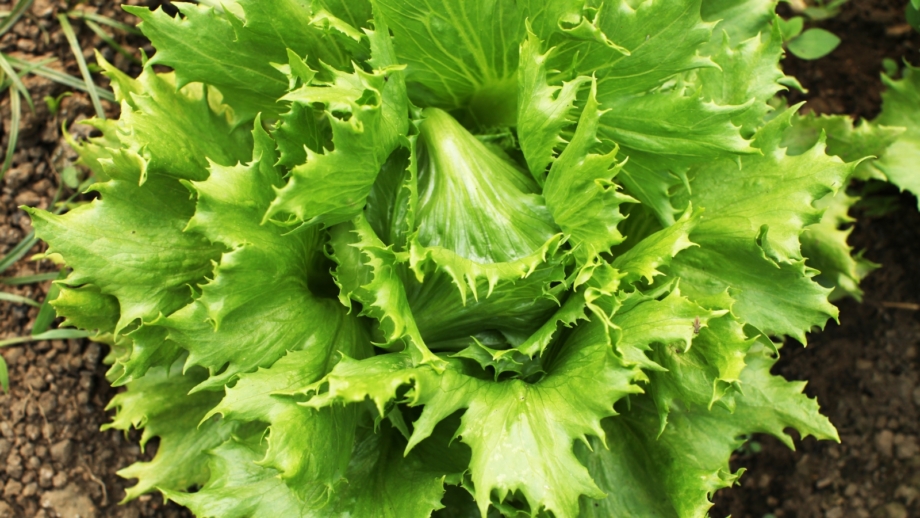 15 Easy-to-Grow Lettuce Varieties for Beginner Gardeners