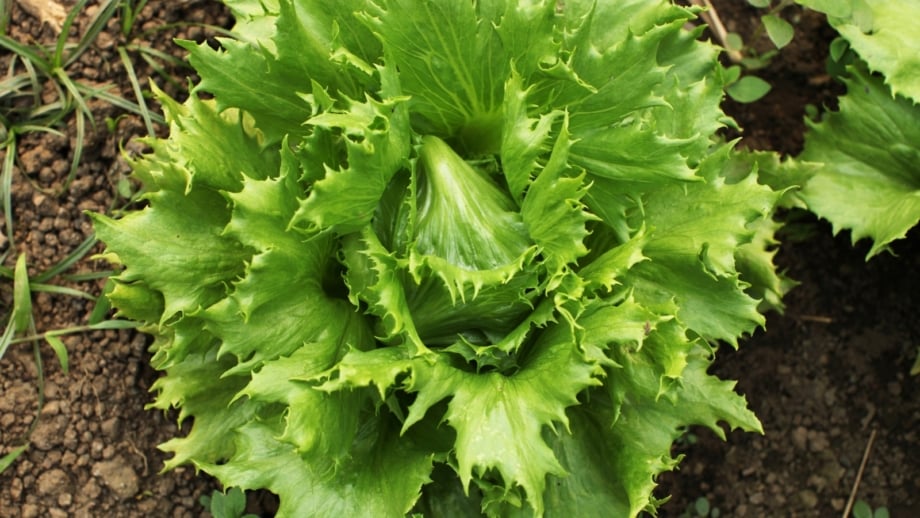 15 Heat-Tolerant Lettuce Varieties to Grow All Summer