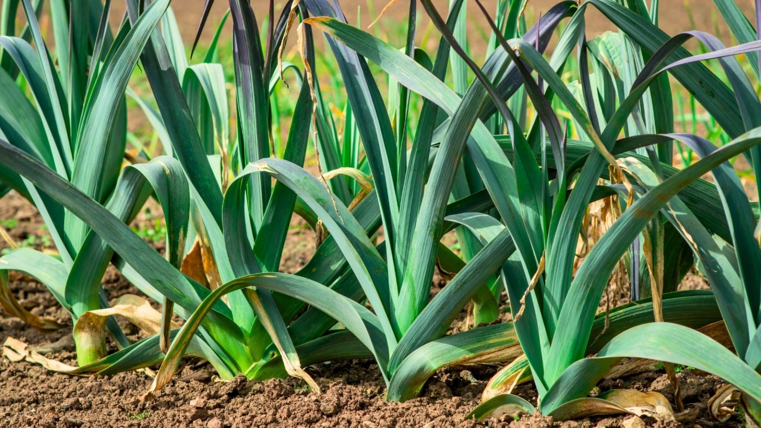 13 Traditional Irish Crops to Plant in Honor of St. Patrick's Day