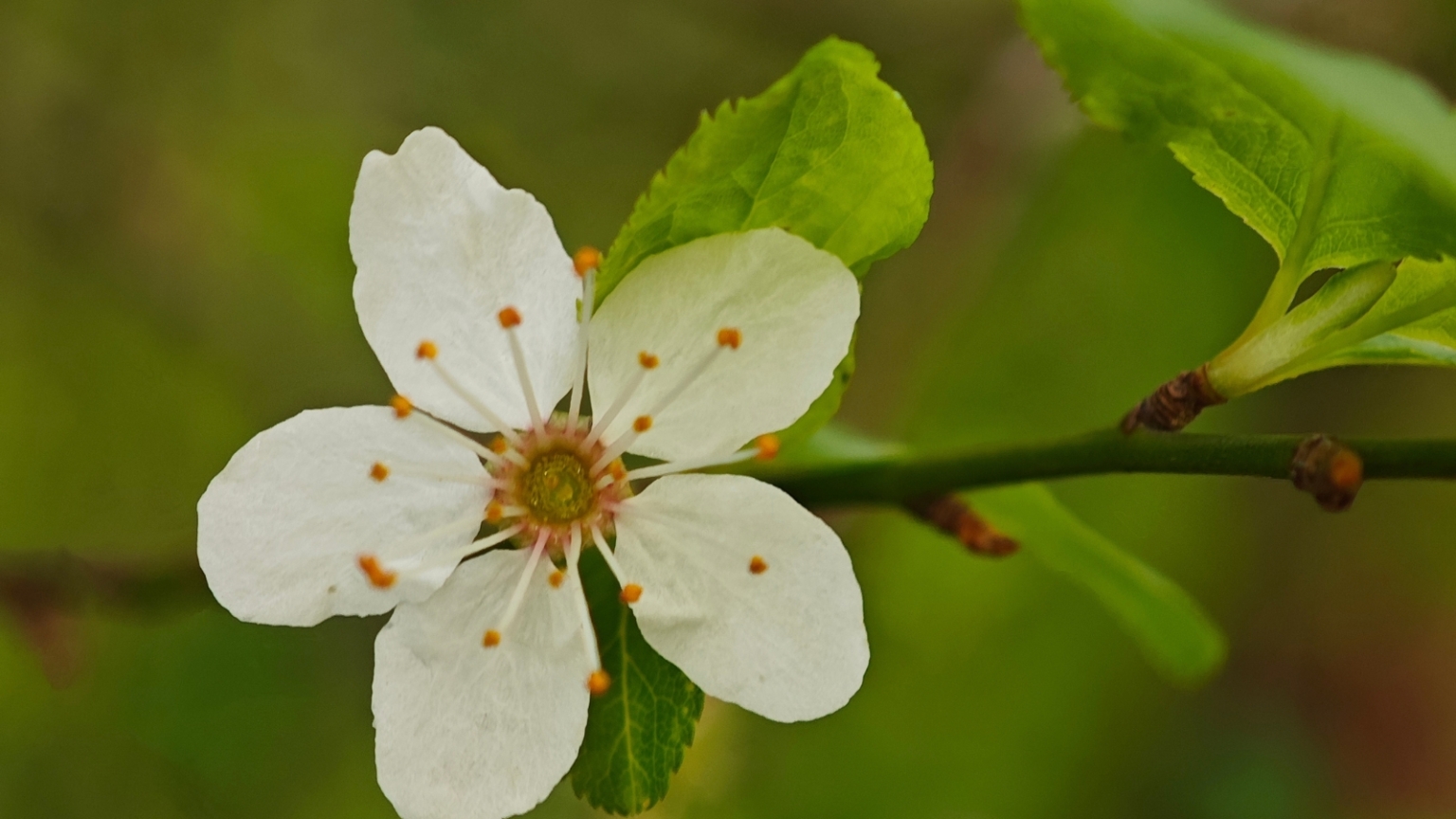 15 North American Native Plum Varieties With Ornamental Spring Flowers