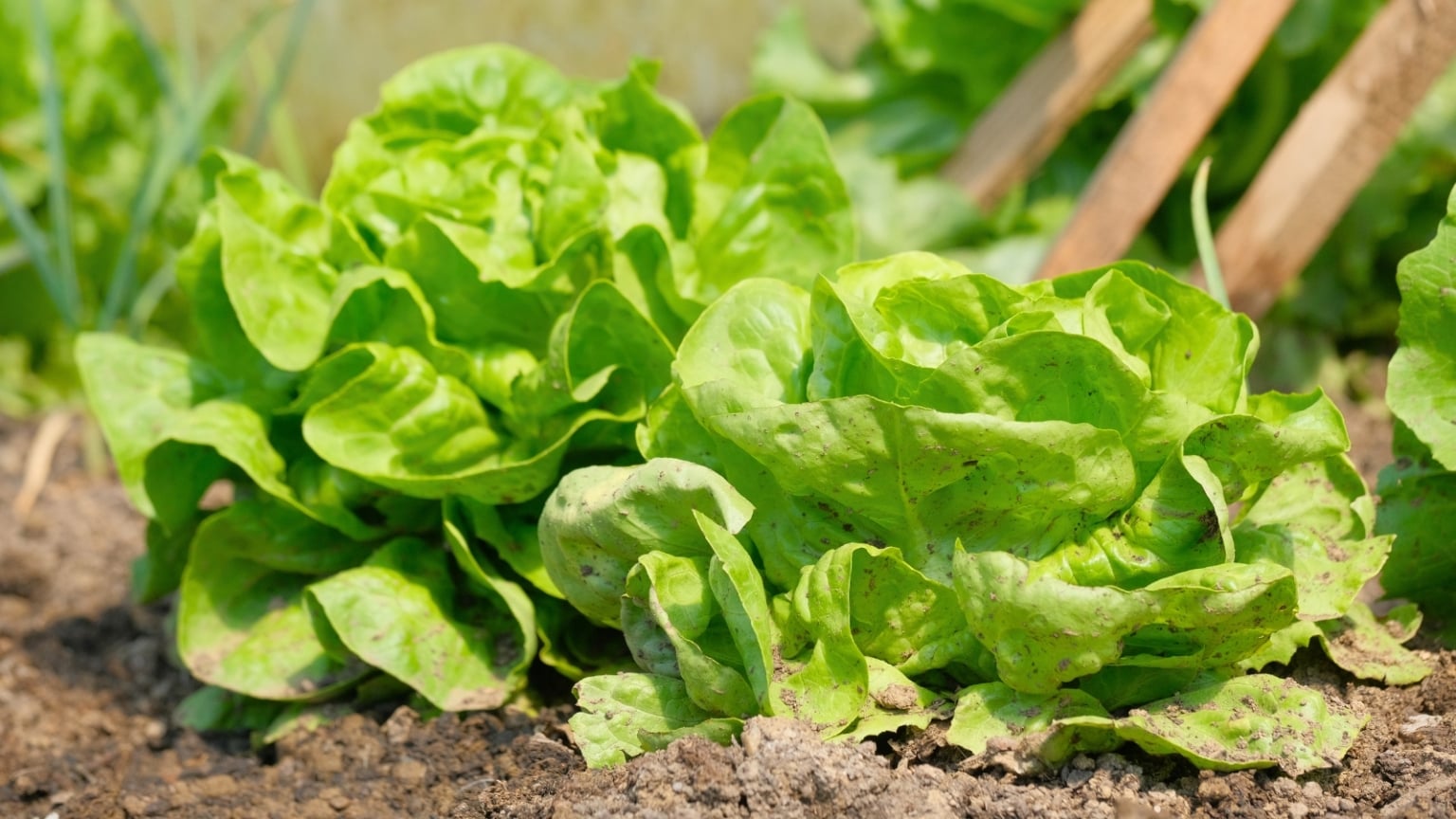 How to Plant, Grow, and Care for Bibb Lettuce