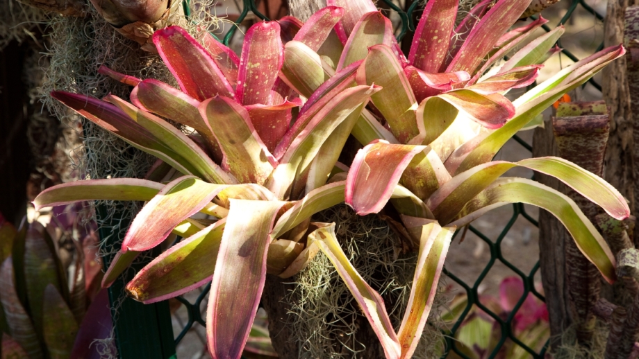 How Much and How Often to Water Bromeliad Plants