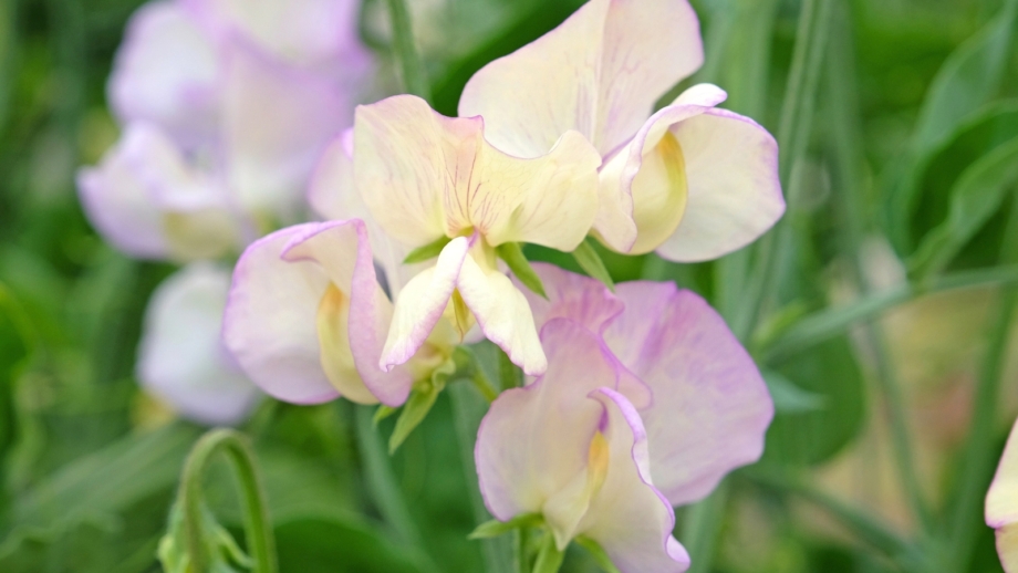 15 Annual Flowers That Bloom in Early Spring