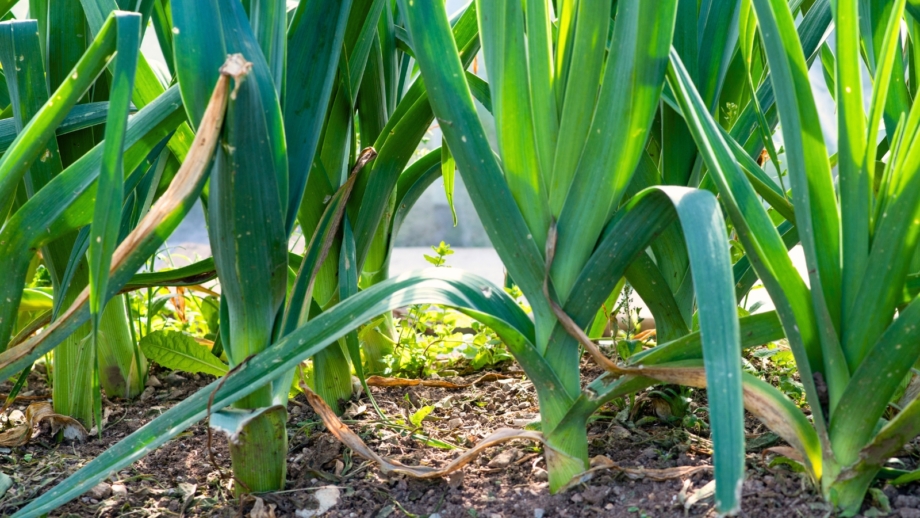 Budget Vegetable Gardening: 9 Veggies that are Worth Growing, and 7 to Skip