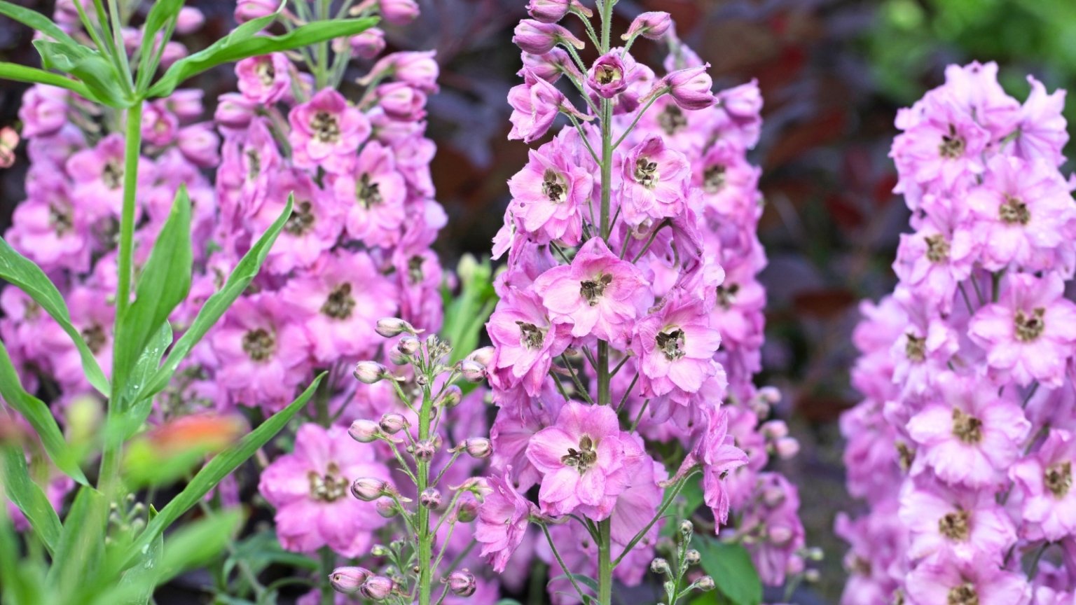 11 Best Perennial Delphinium Varieties to Grow This Year