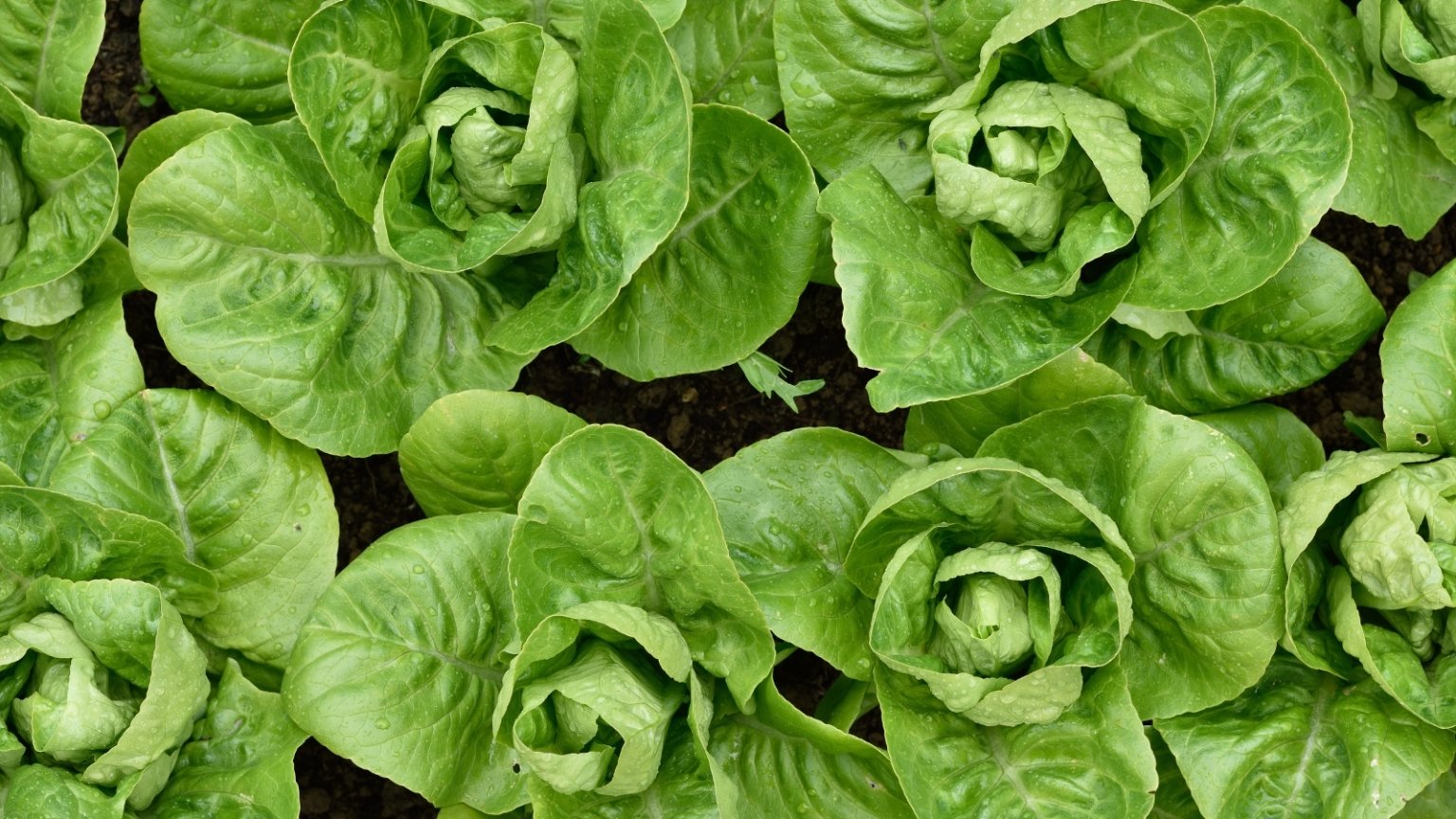 15 Heat-Tolerant Lettuce Varieties to Grow All Summer