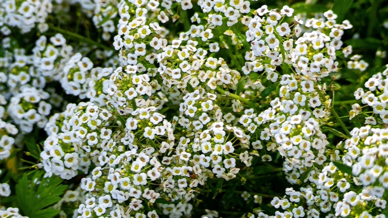 15 Annual Flowers That Bloom in Early Spring