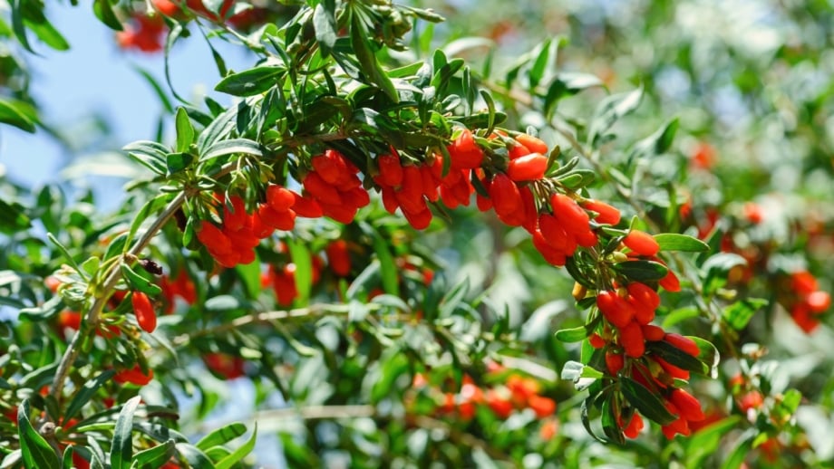 11 Berry Bushes You Can Plant in Early Spring