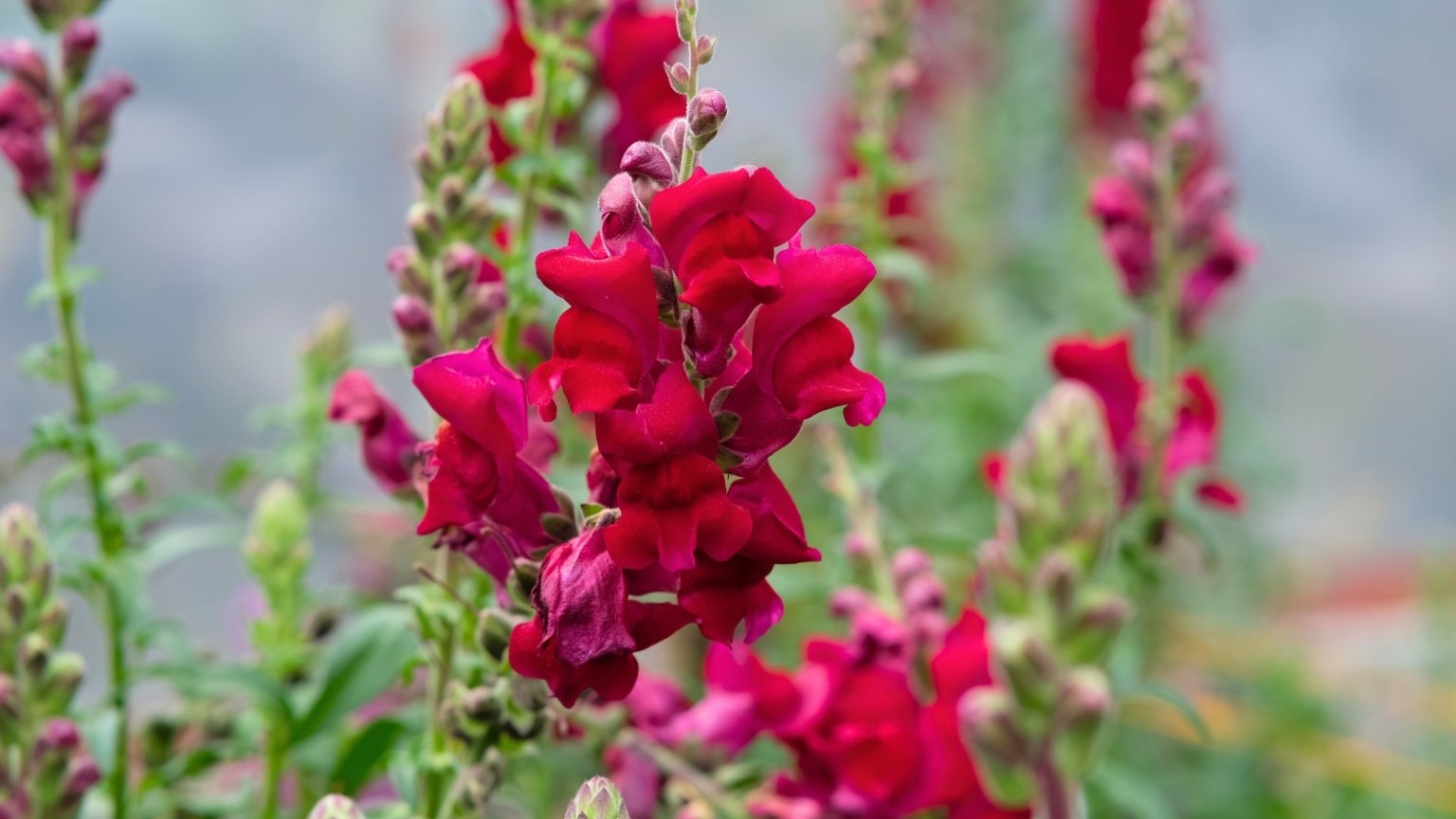 How to Grow Snapdragons From Seeds