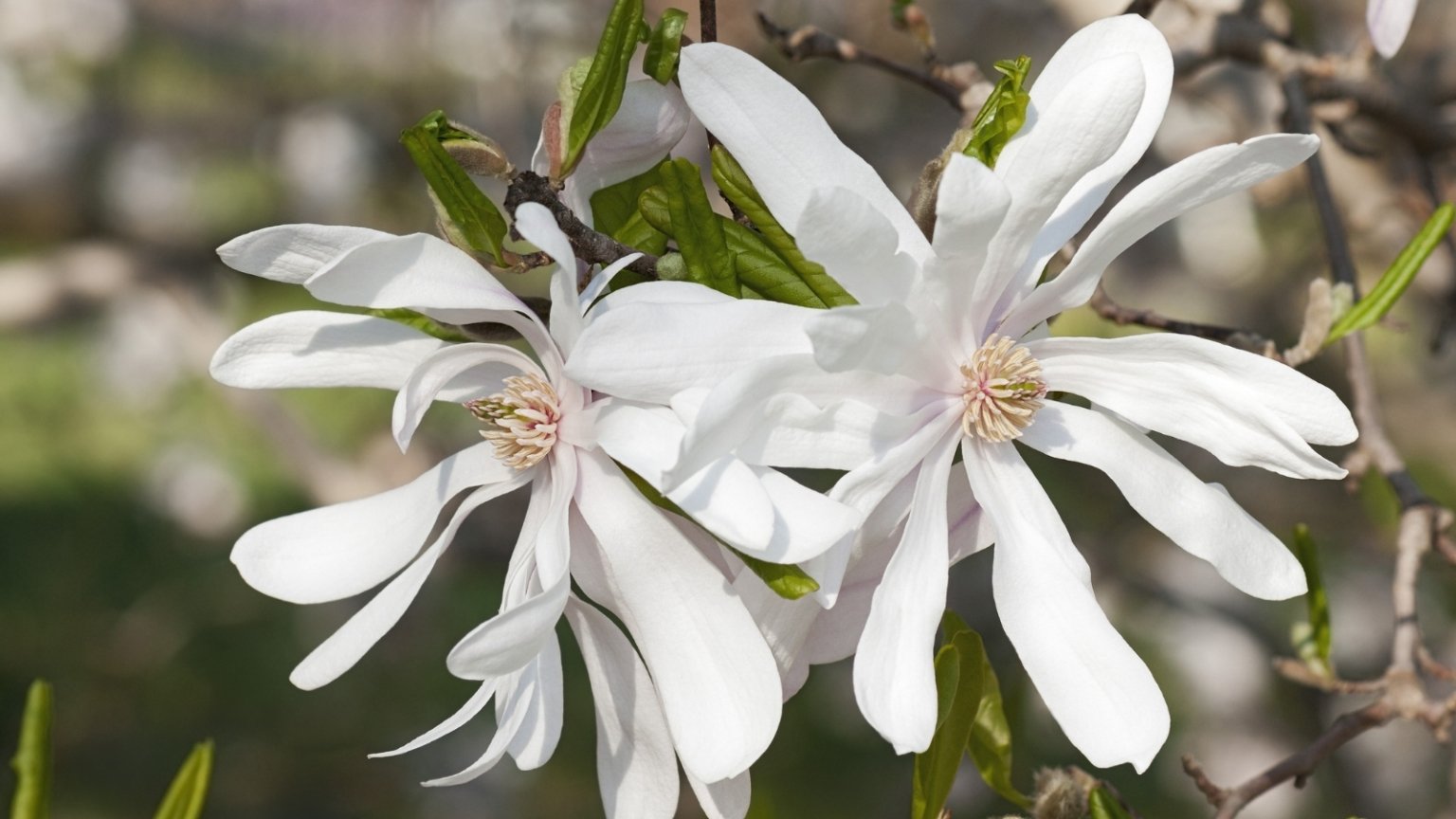 How to Plant, Grow, and Care for Star Magnolia Trees