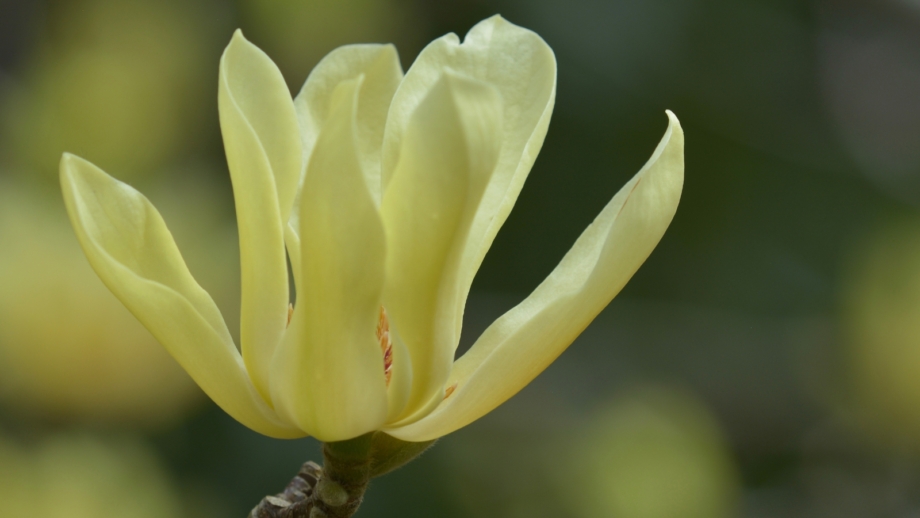 How to Plant, Grow, and Care for Star Magnolia Trees
