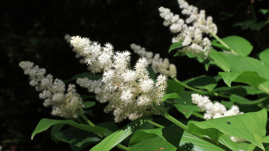 21 Native Wildflowers for Michigan Gardens