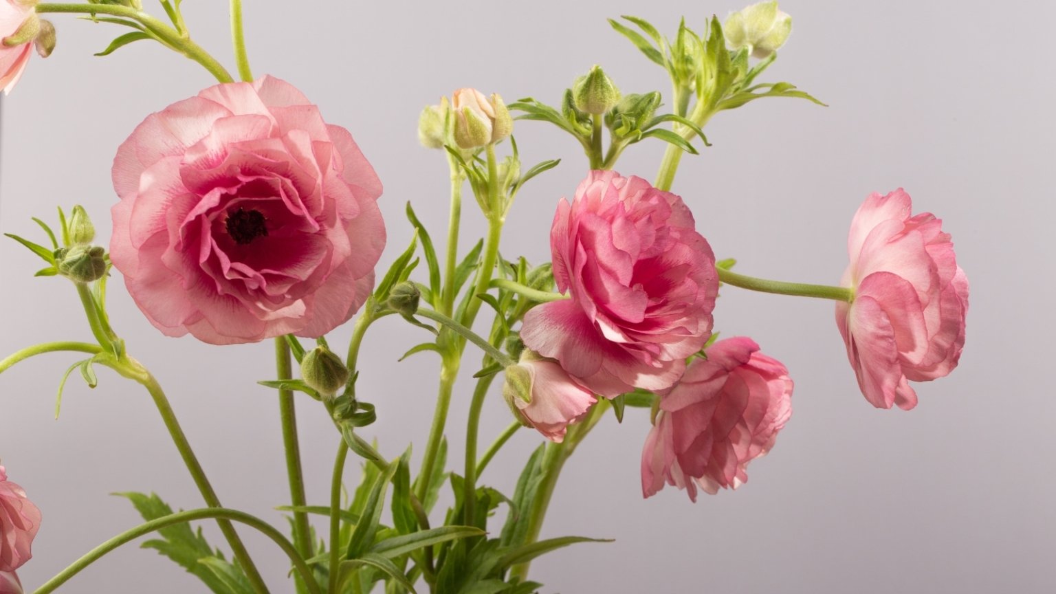 17 Dreamy Ranunculus Varieties to Grow This Spring