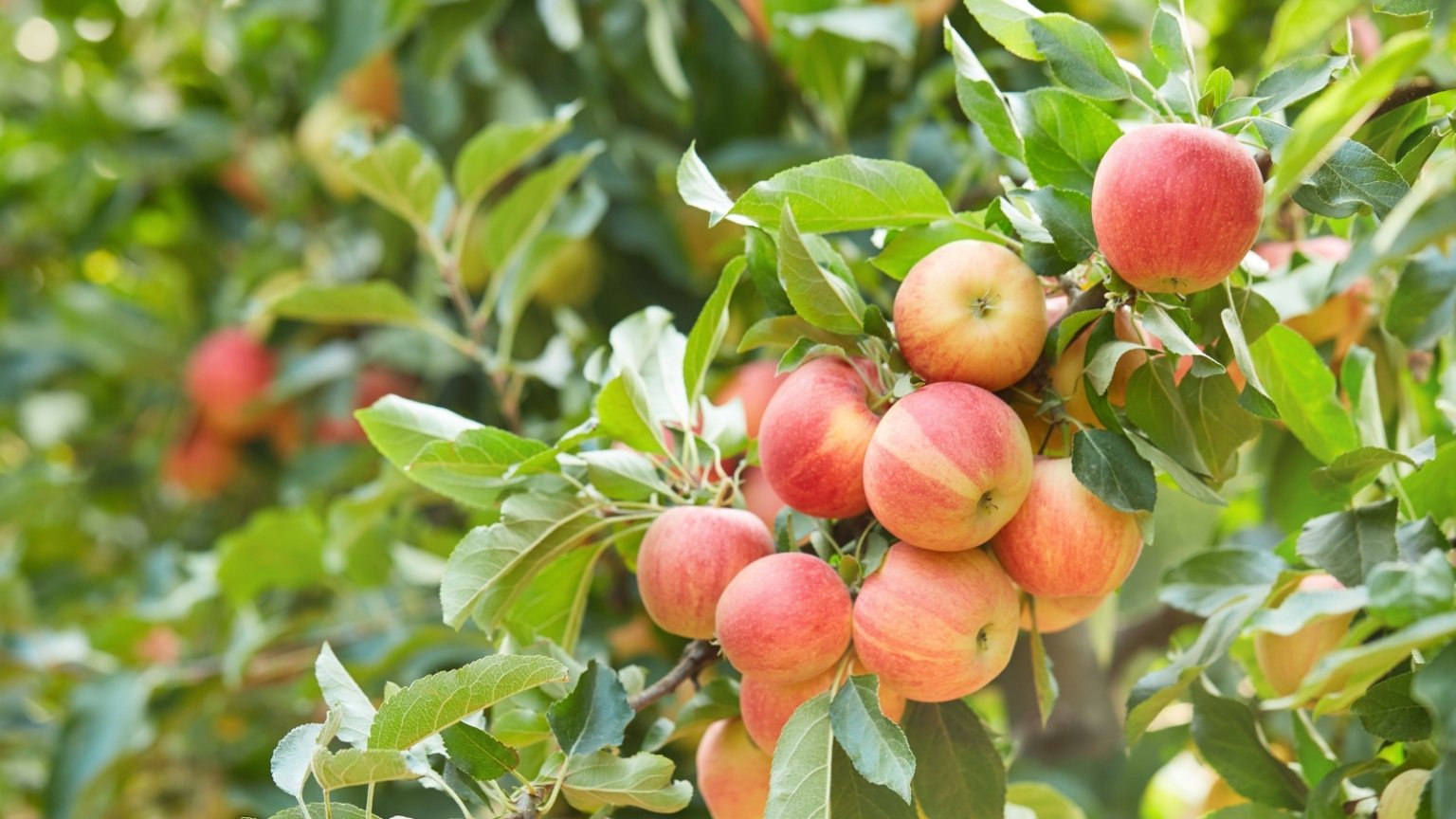 13 Traditional Irish Crops to Plant in Honor of St. Patrick's Day