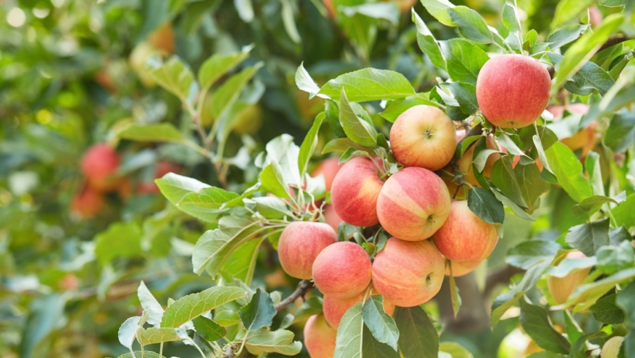 13 Traditional Irish Crops to Plant in Honor of St. Patrick's Day