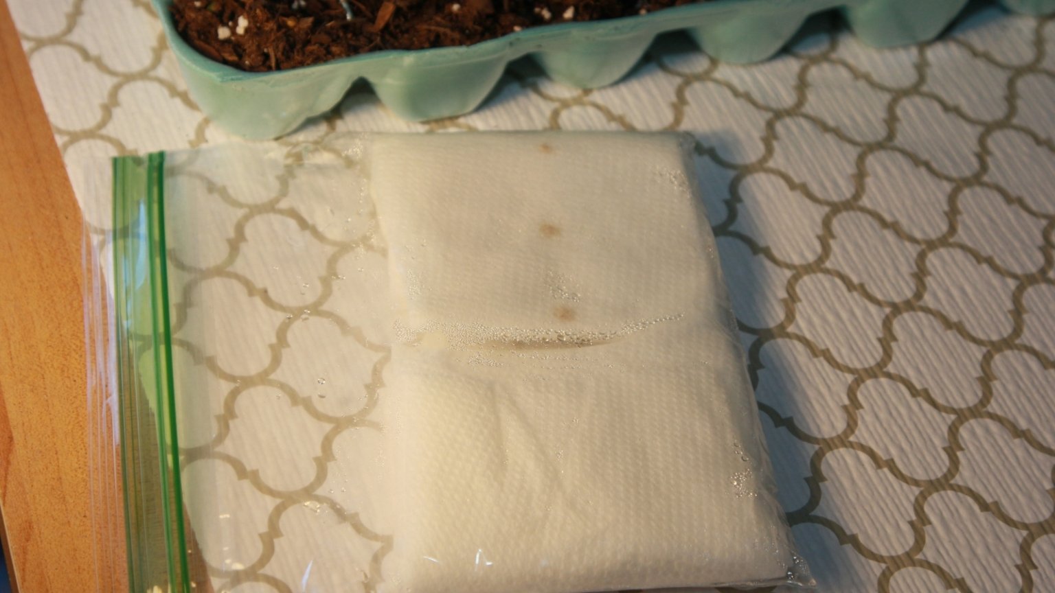 How to Grow a Mango Tree From Seed