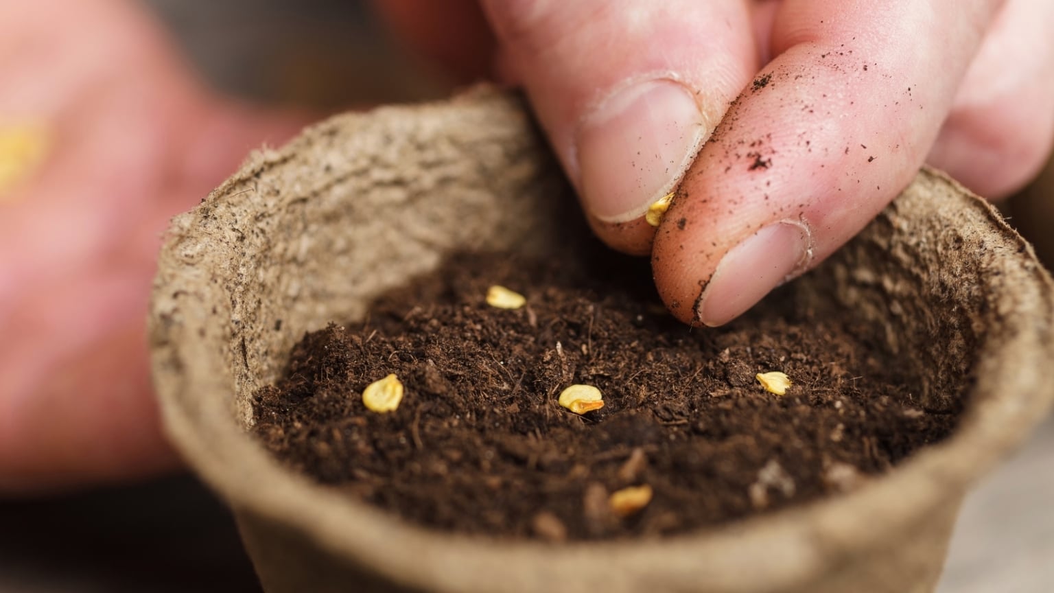 How Long You Should Soak Your Seeds (and Which to Never Soak!)